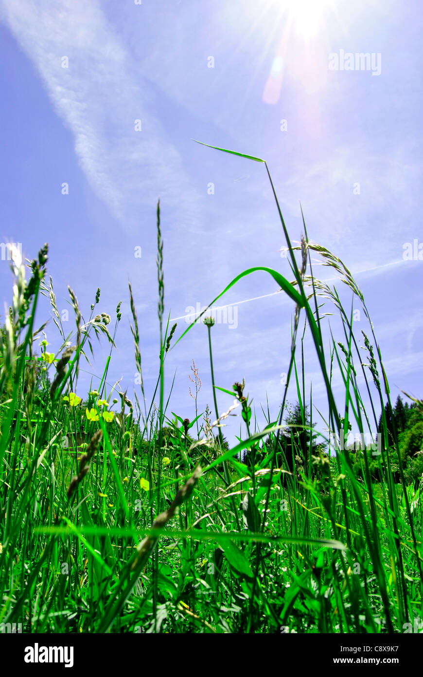 spring field and blue sky Stock Photo - Alamy