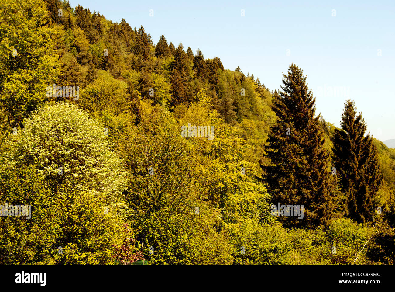 Forest green alpine Stock Photo - Alamy