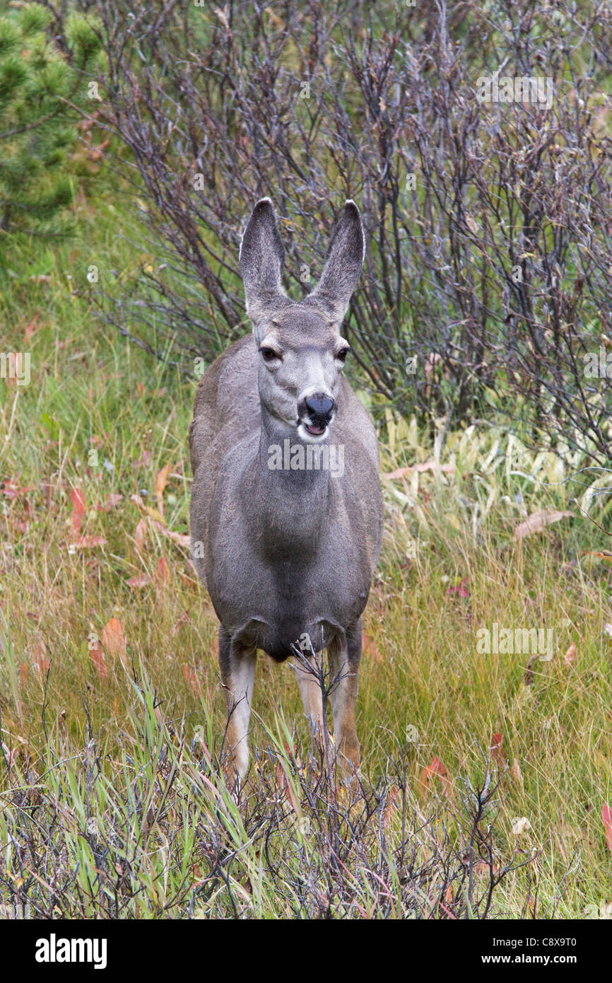 An adult female Mule Deer Stock Photo - Alamy