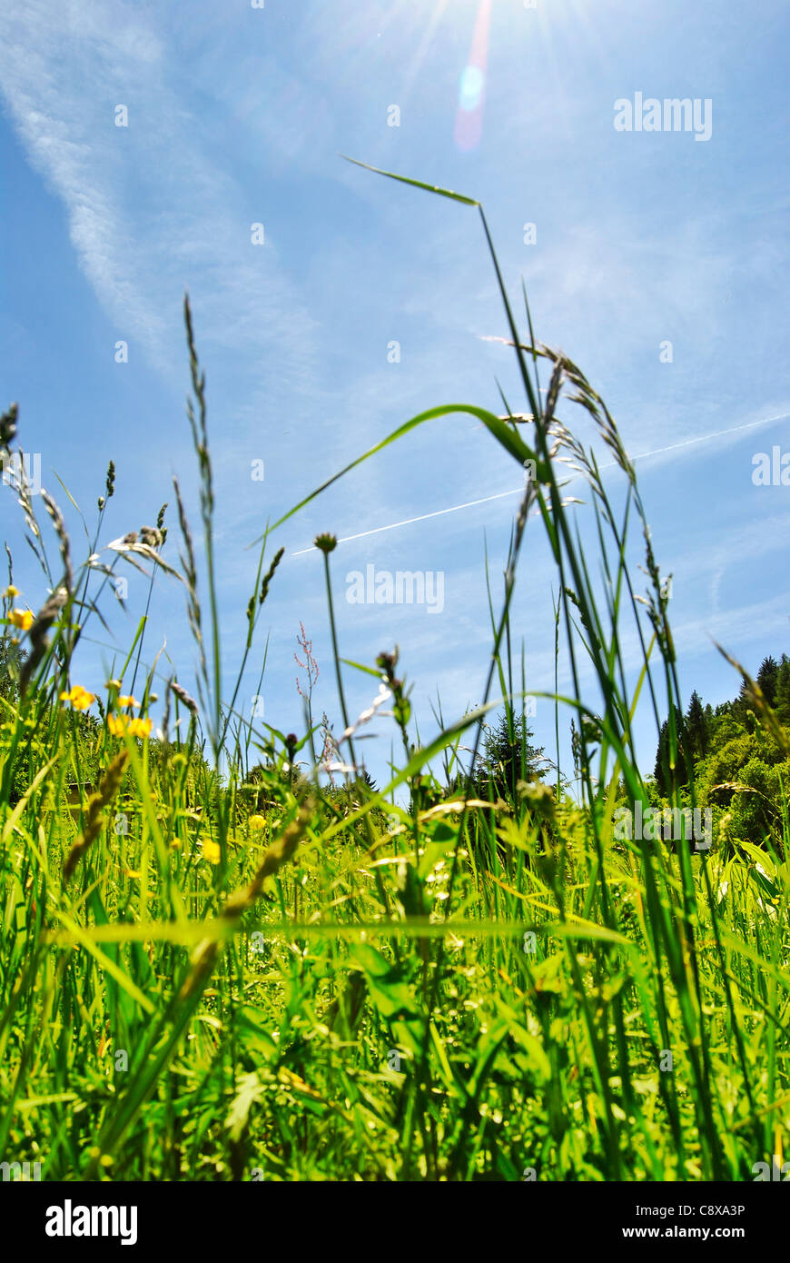 spring field and blue sky Stock Photo - Alamy