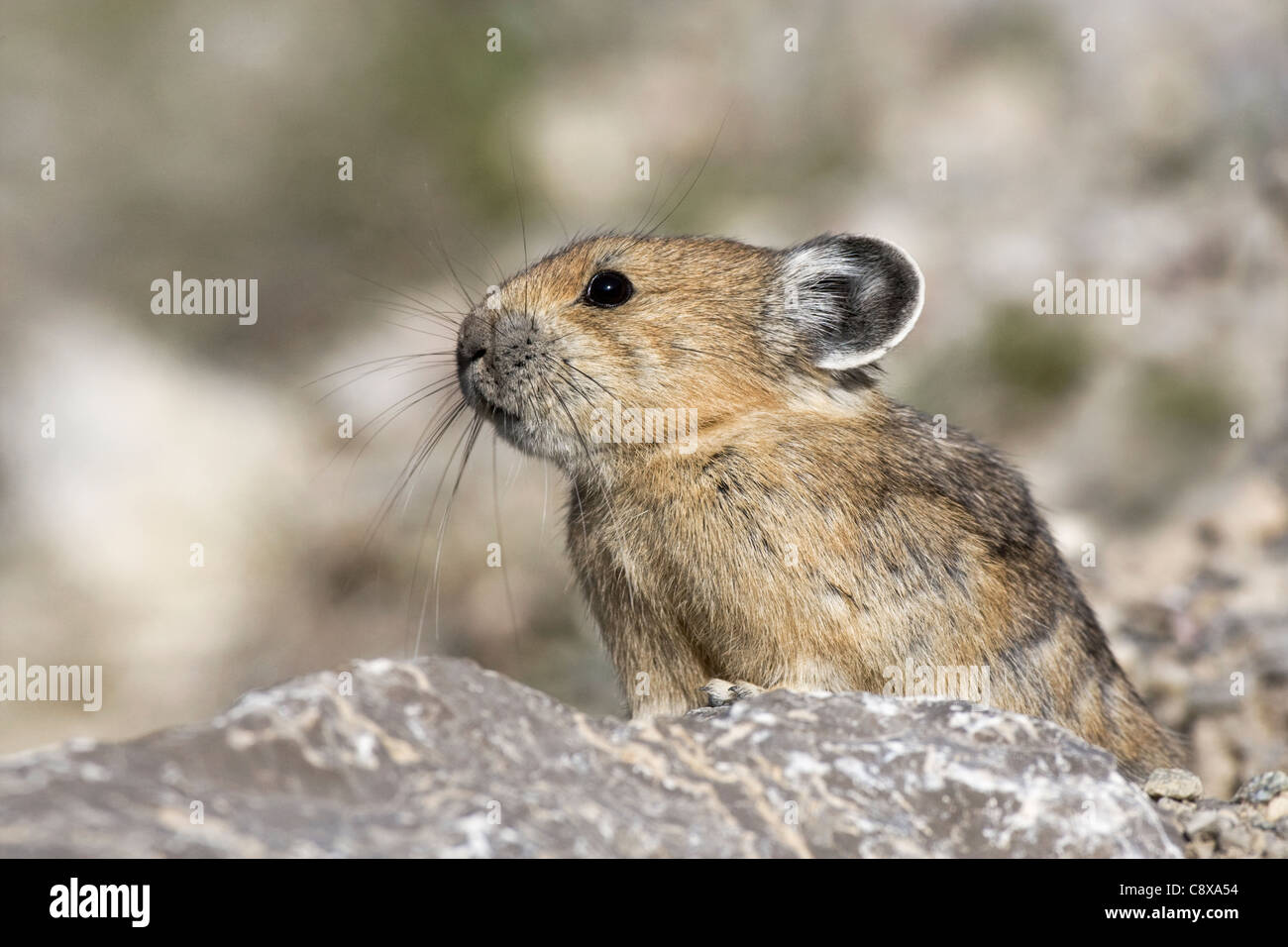 Pika cute hi-res stock photography and images - Alamy