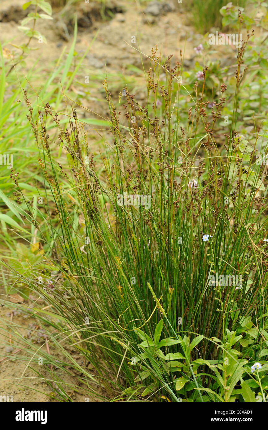 Round fruit hi-res stock photography and images - Alamy