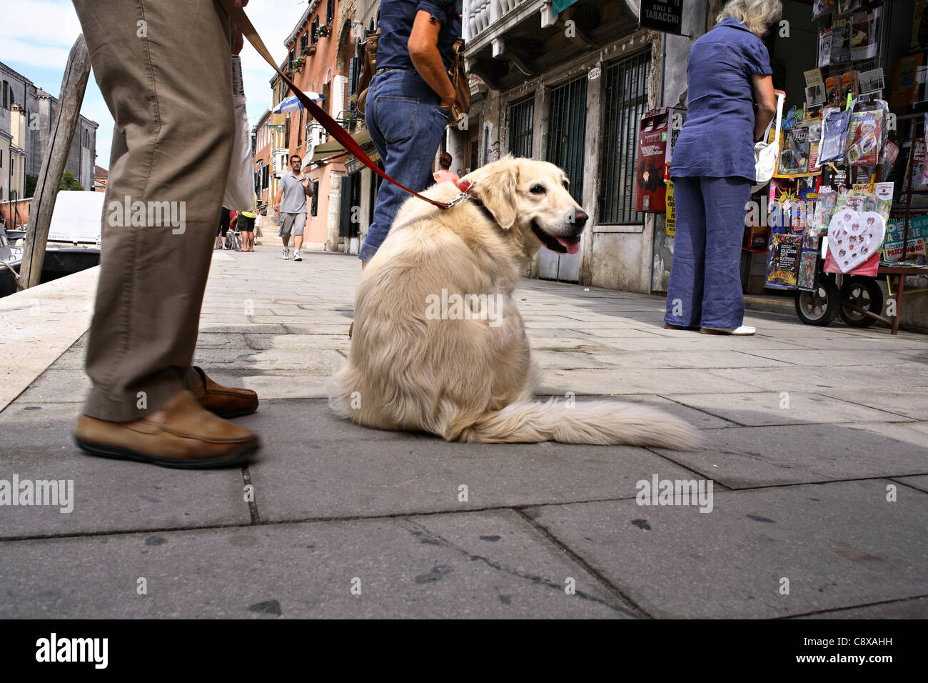 Golden Retriever Dog Sitting on Street Pavement Venice Italy Stock ...