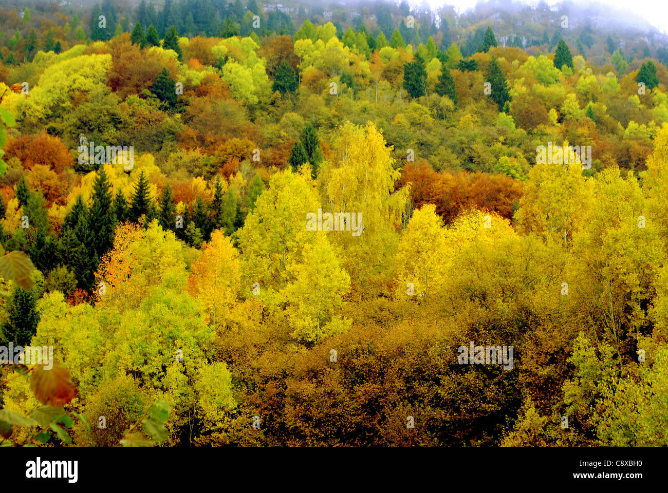 Forest in autumn Stock Photo - Alamy