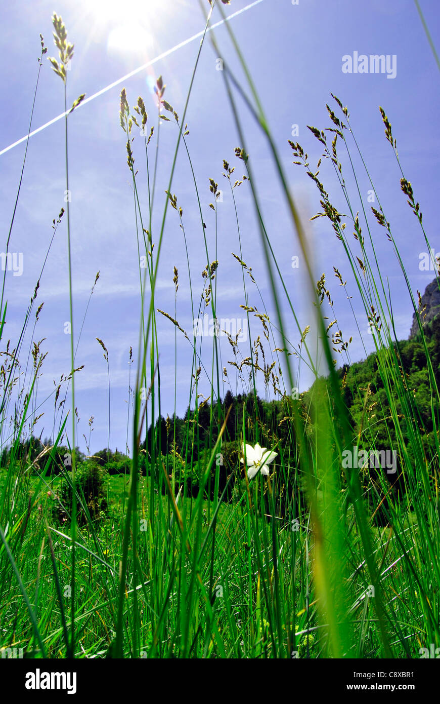 spring field and blue sky Stock Photo - Alamy