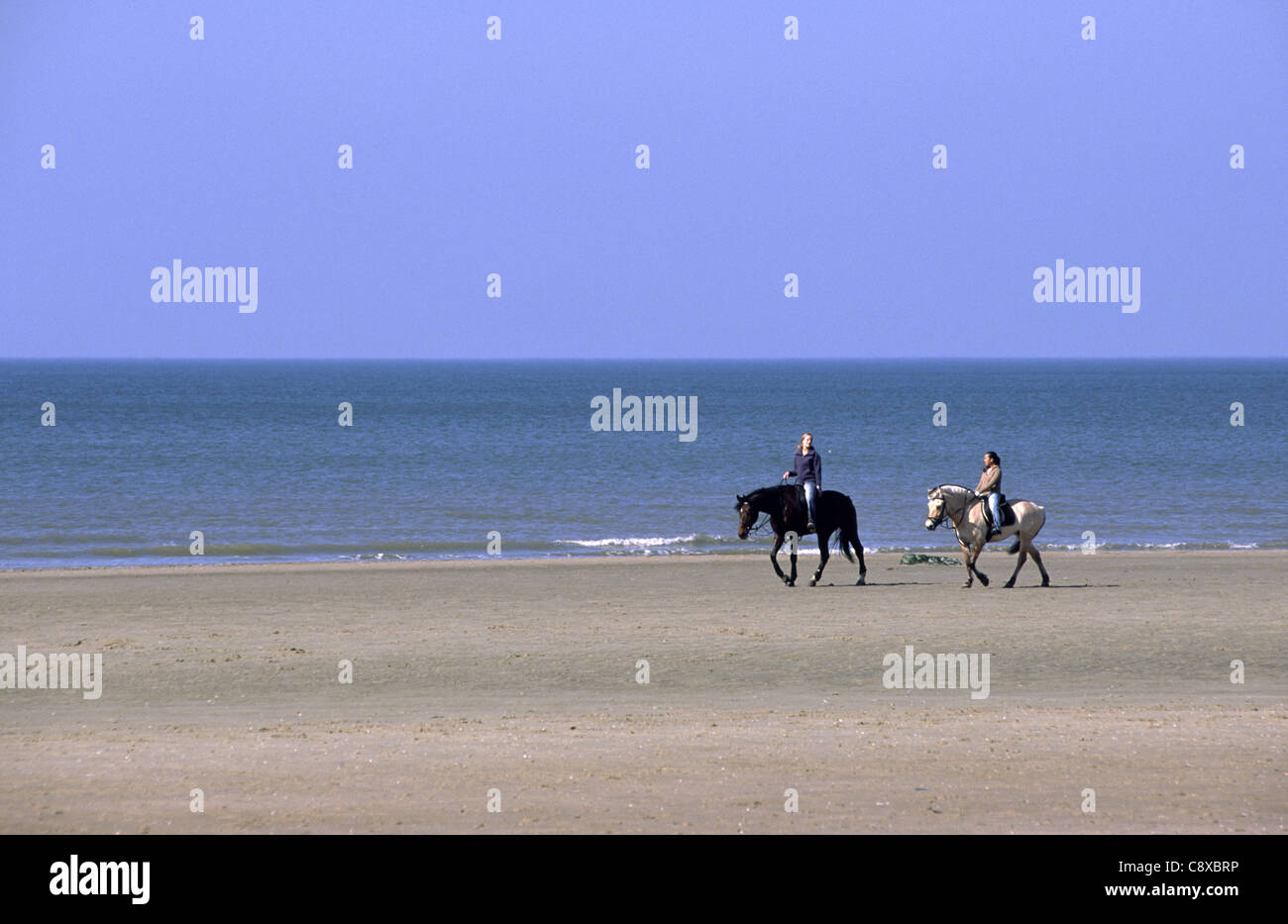 Horse scheveningen hi-res stock photography and images - Alamy