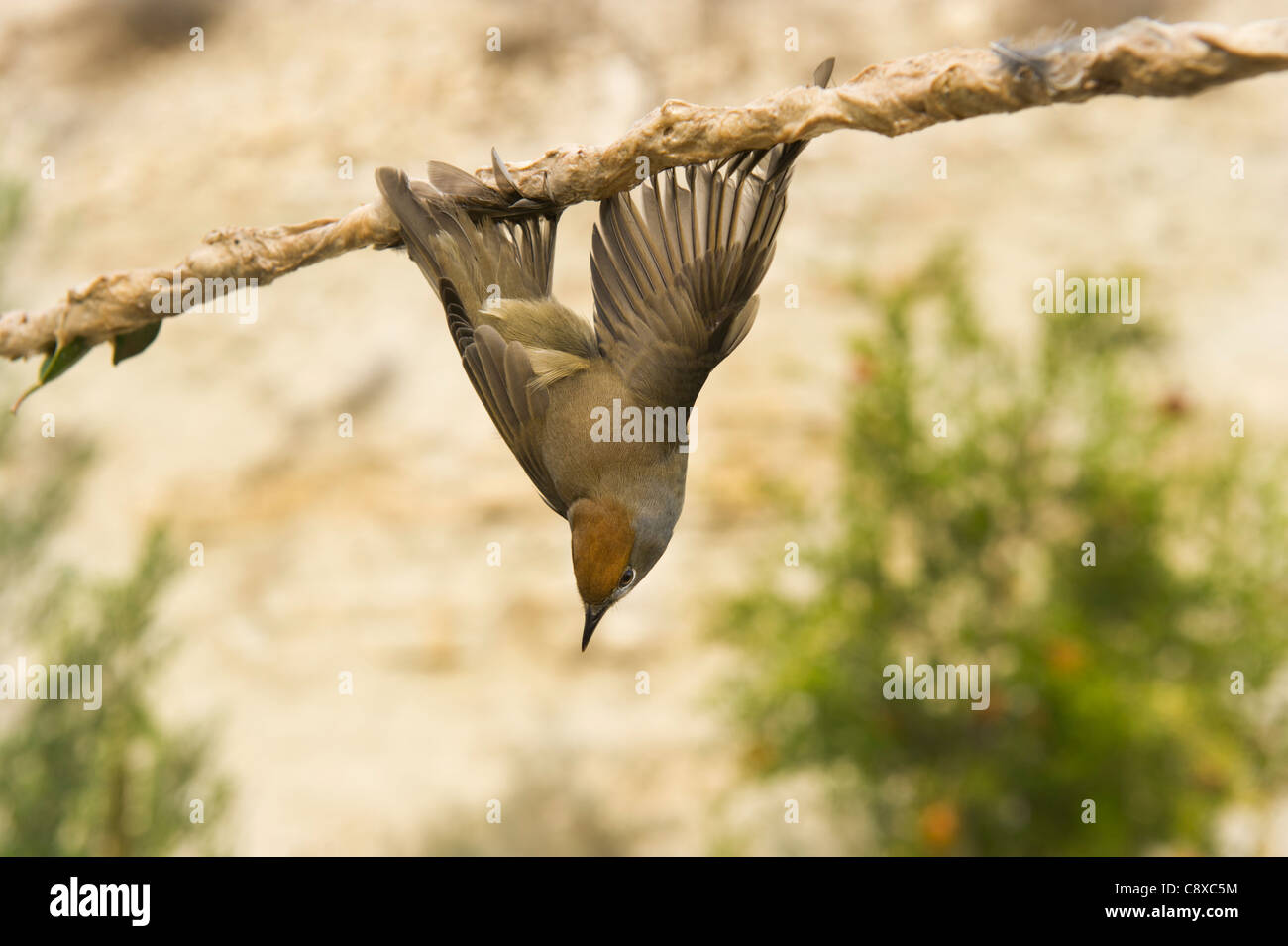 Migratory bird cyprus illegal hi-res stock photography and images - Alamy