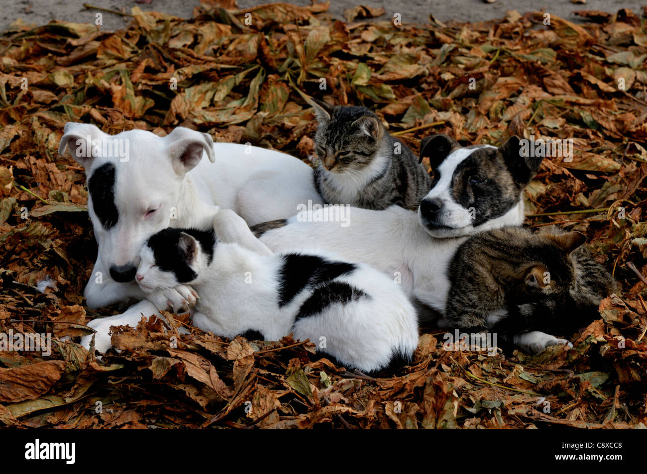 Cats and dogs living in harmony Stock Photo - Alamy
