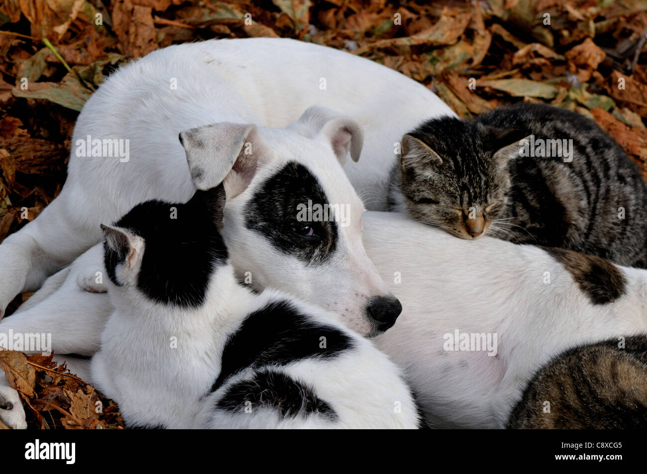 Pedigree cats friendship hi-res stock photography and images - Alamy