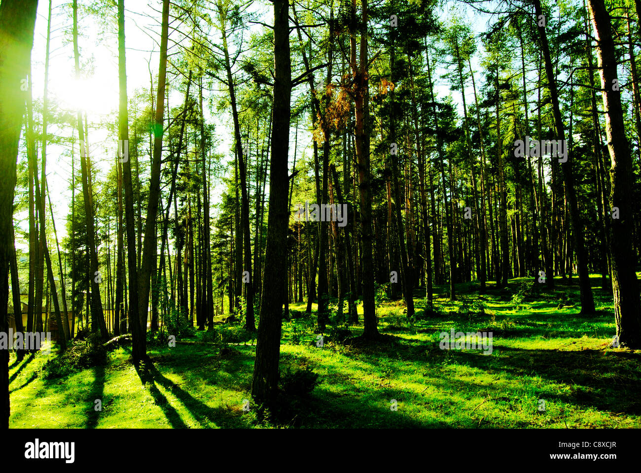 sunlight rays in the forest. In Renon, Italy, South Tyrol Stock Photo ...