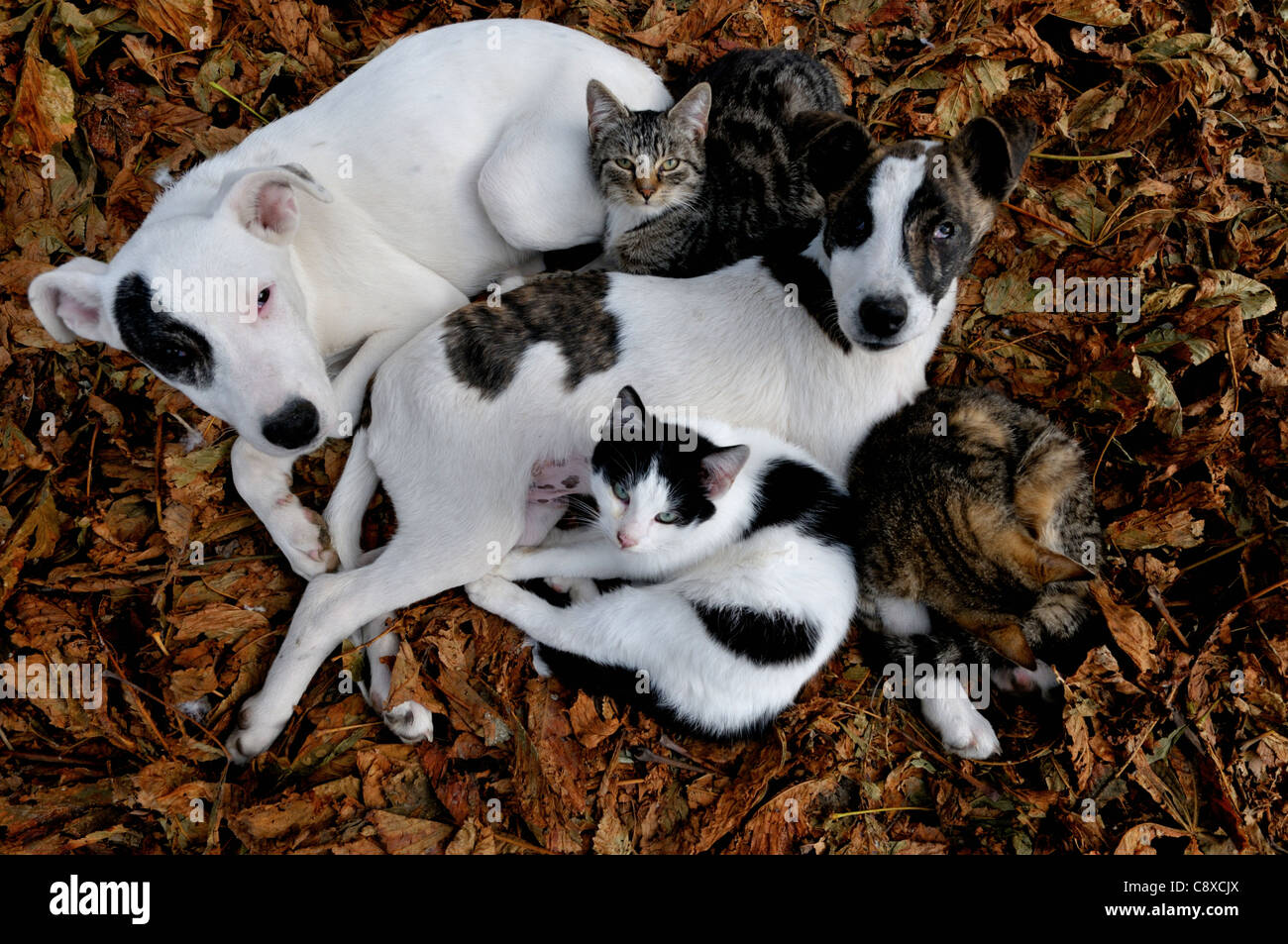 Cats and dogs living in harmony Stock Photo - Alamy