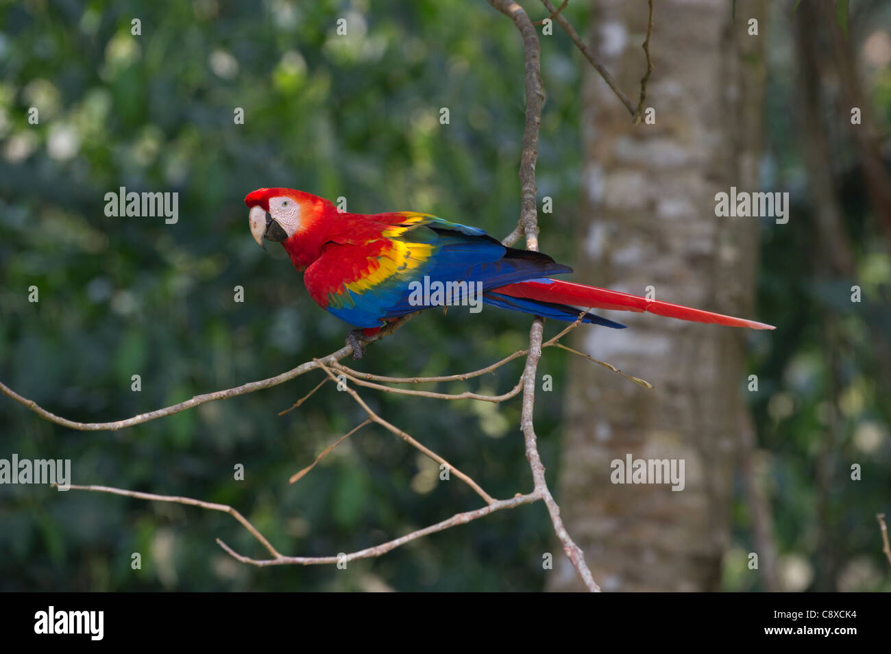 Scarlet macaw hi-res stock photography and images - Alamy