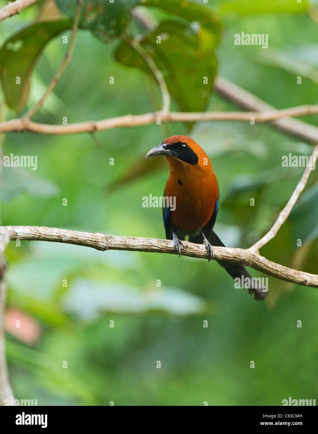 Broad-billed Motmot Electron platyrhynchum Tambopata Peru Stock Photo ...