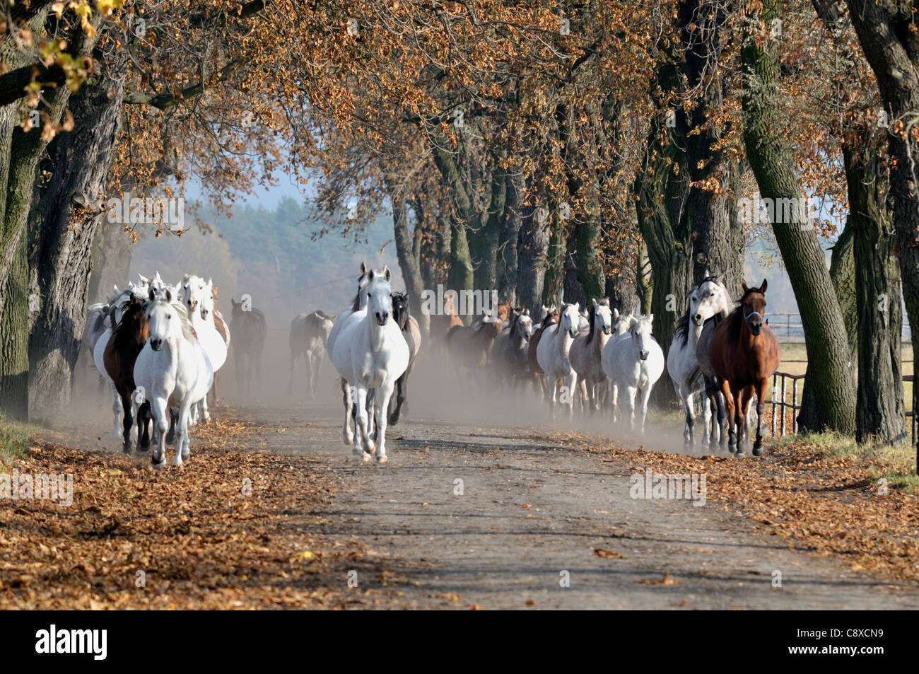 Arabian horses running to the stables Stock Photo - Alamy