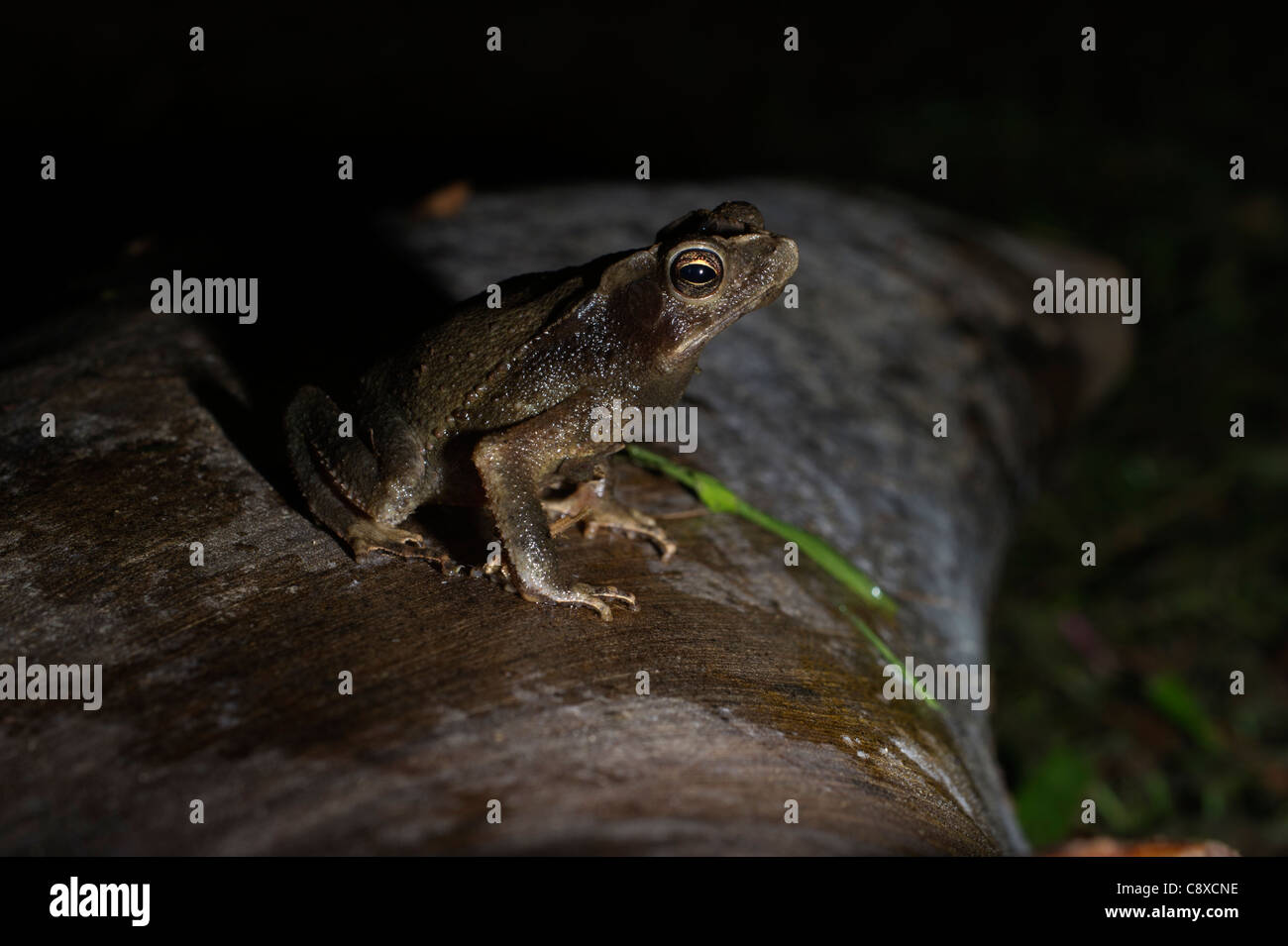 Amazon toad hi-res stock photography and images - Alamy