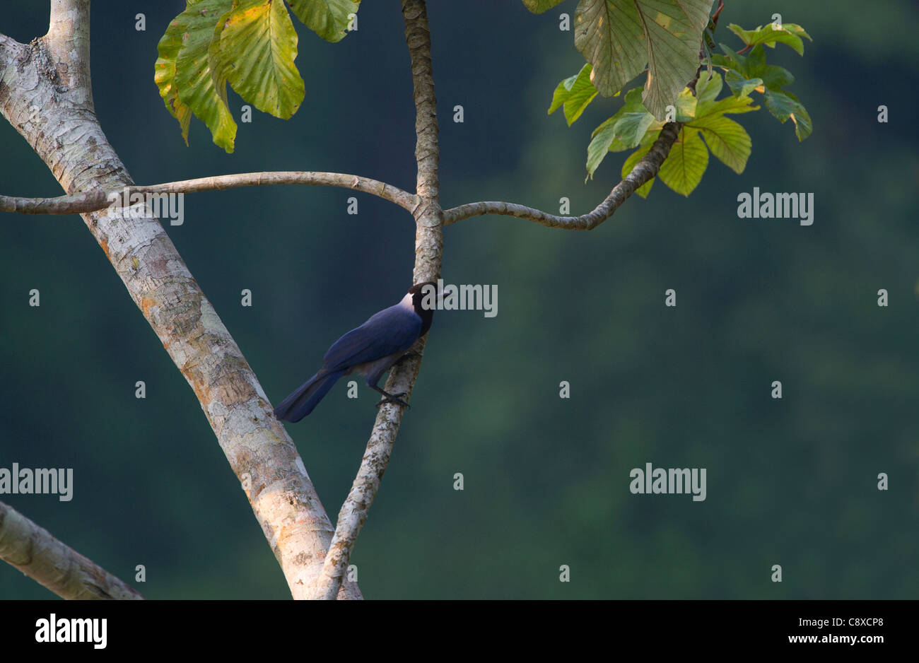 Cyanocorax violaceus hi-res stock photography and images - Alamy