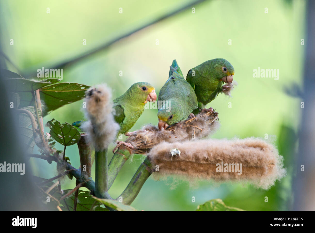 Cobalt winged parakeet hi-res stock photography and images - Alamy