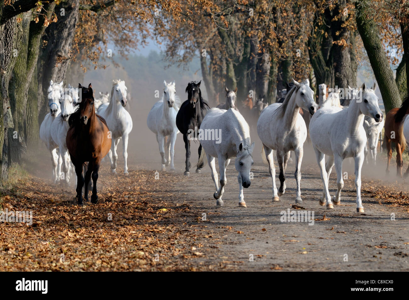 Arabian horses running to the stables Stock Photo - Alamy