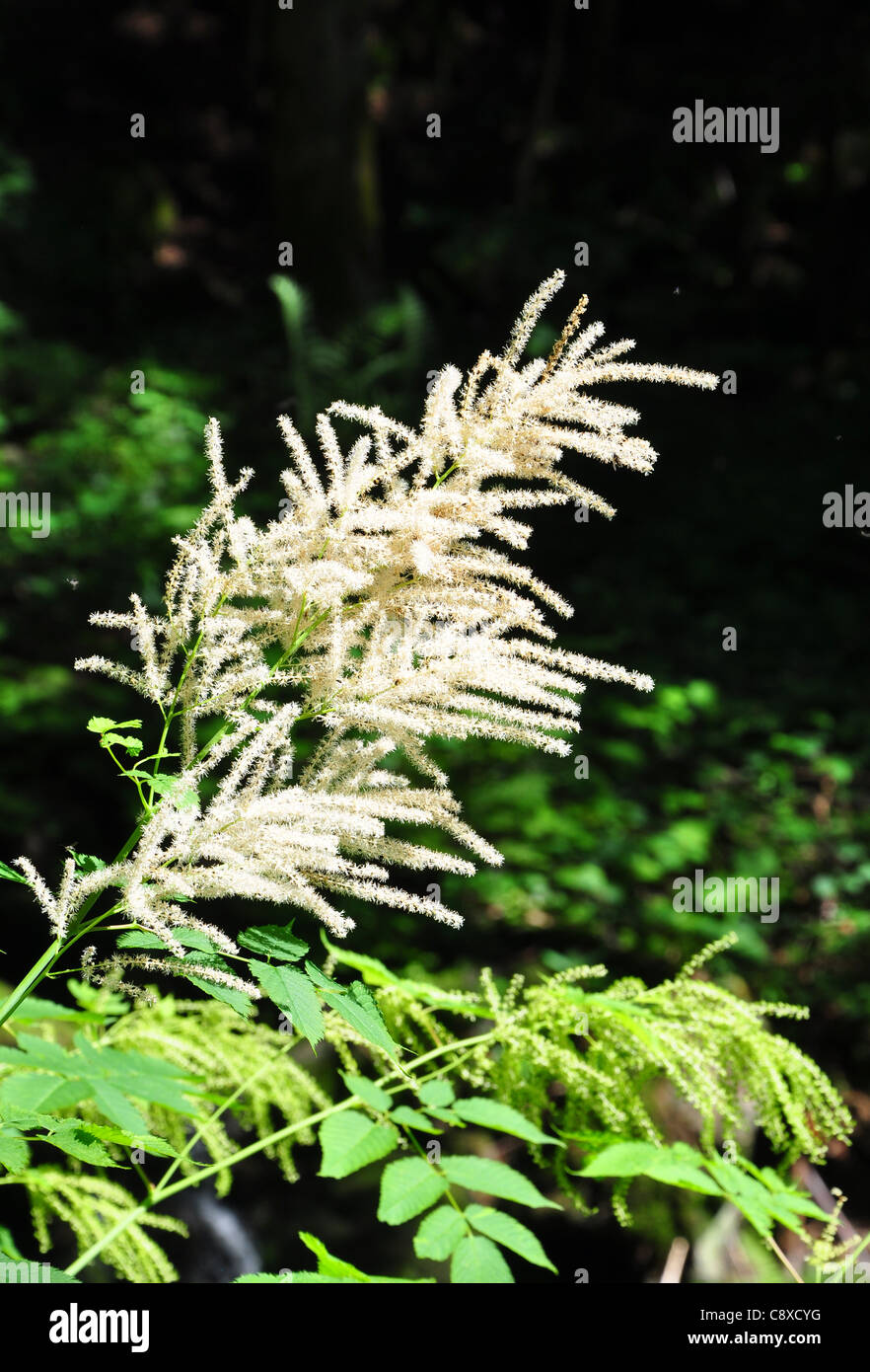 Goat's beard (Aruncus dioicus Stock Photo - Alamy
