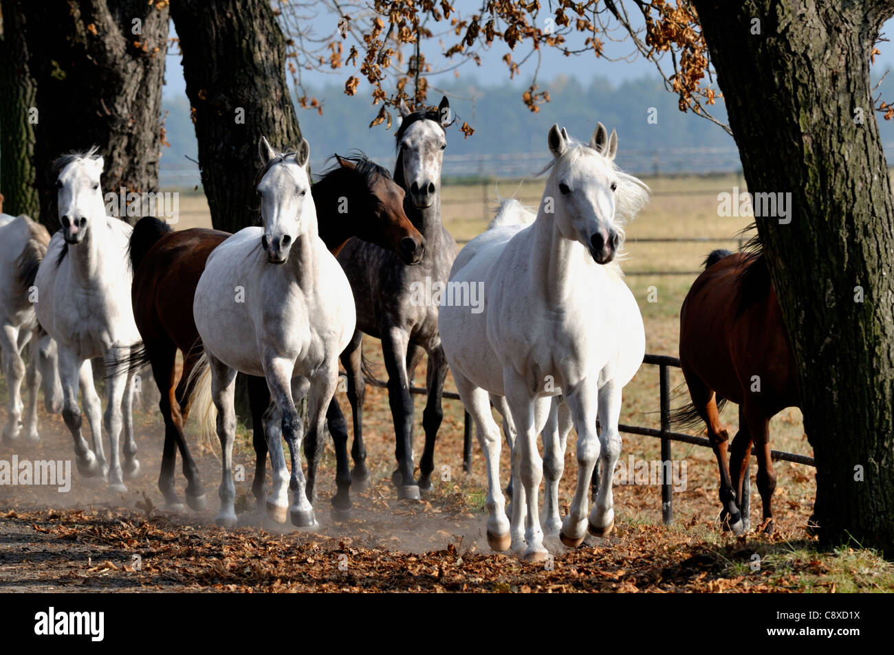 Arabian horses running to the stables Stock Photo - Alamy