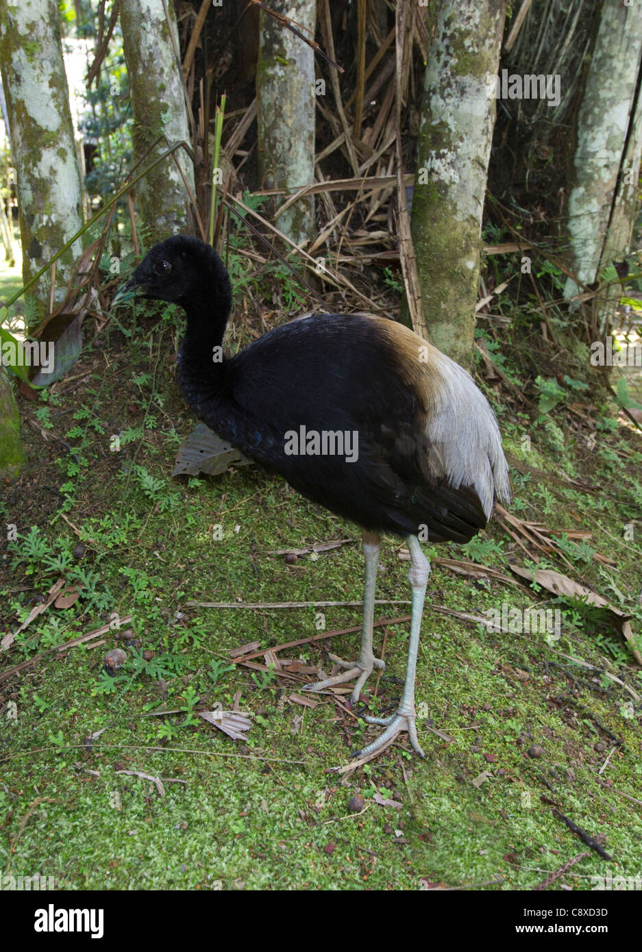 Grey-winged Trumpeter Psophia crepitans Amazon Rainforest Peru Stock ...