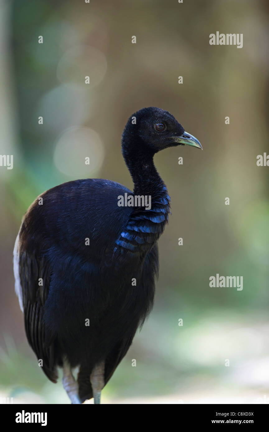 Grey-winged Trumpeter Psophia crepitans Amazon Rainforest Peru Stock ...