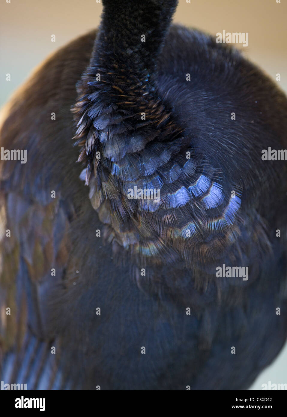 Grey-winged Trumpeter Psophia crepitans Amazon Rainforest Peru Stock ...