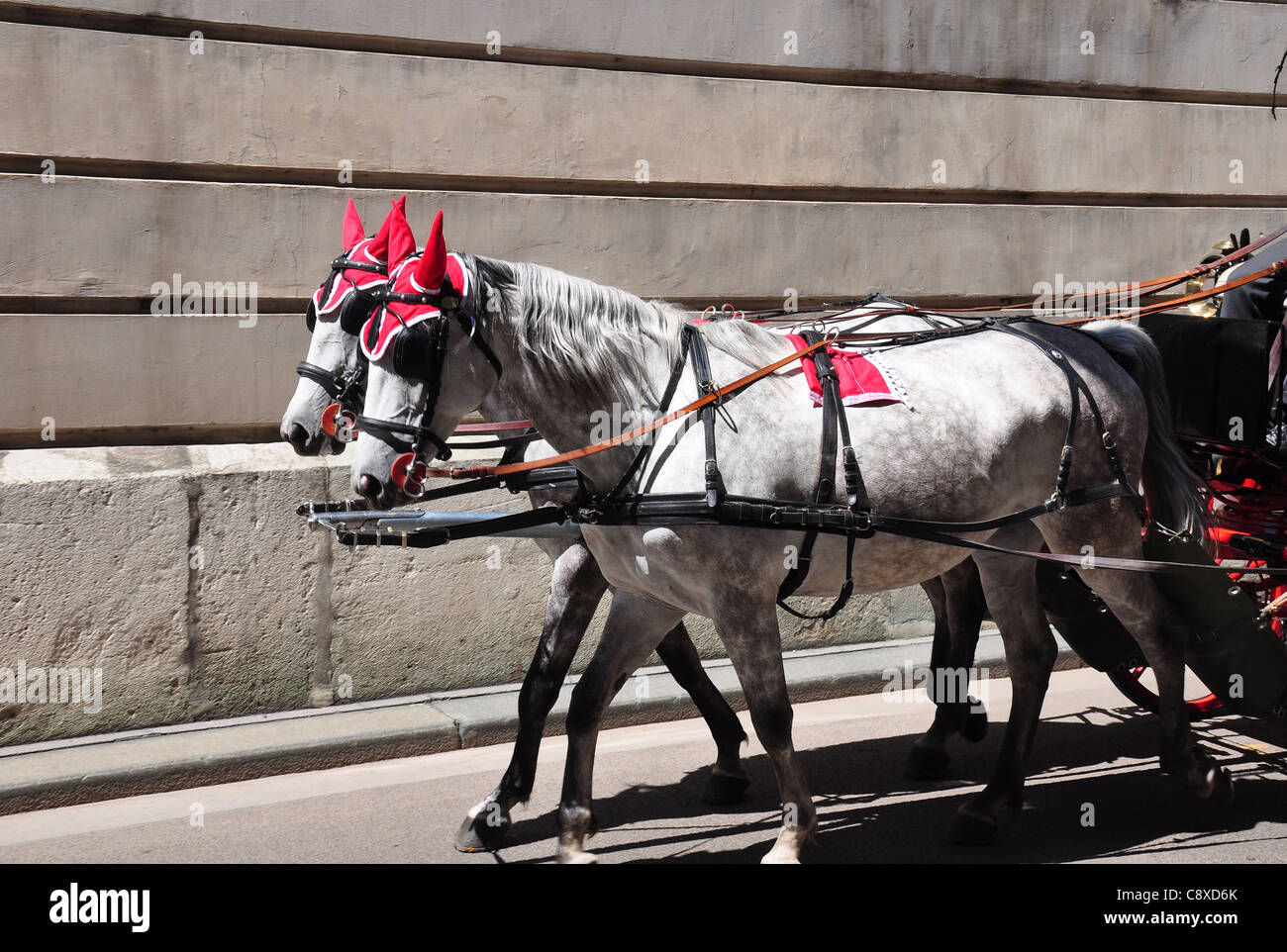 Fiaker in Vienna Stock Photo - Alamy