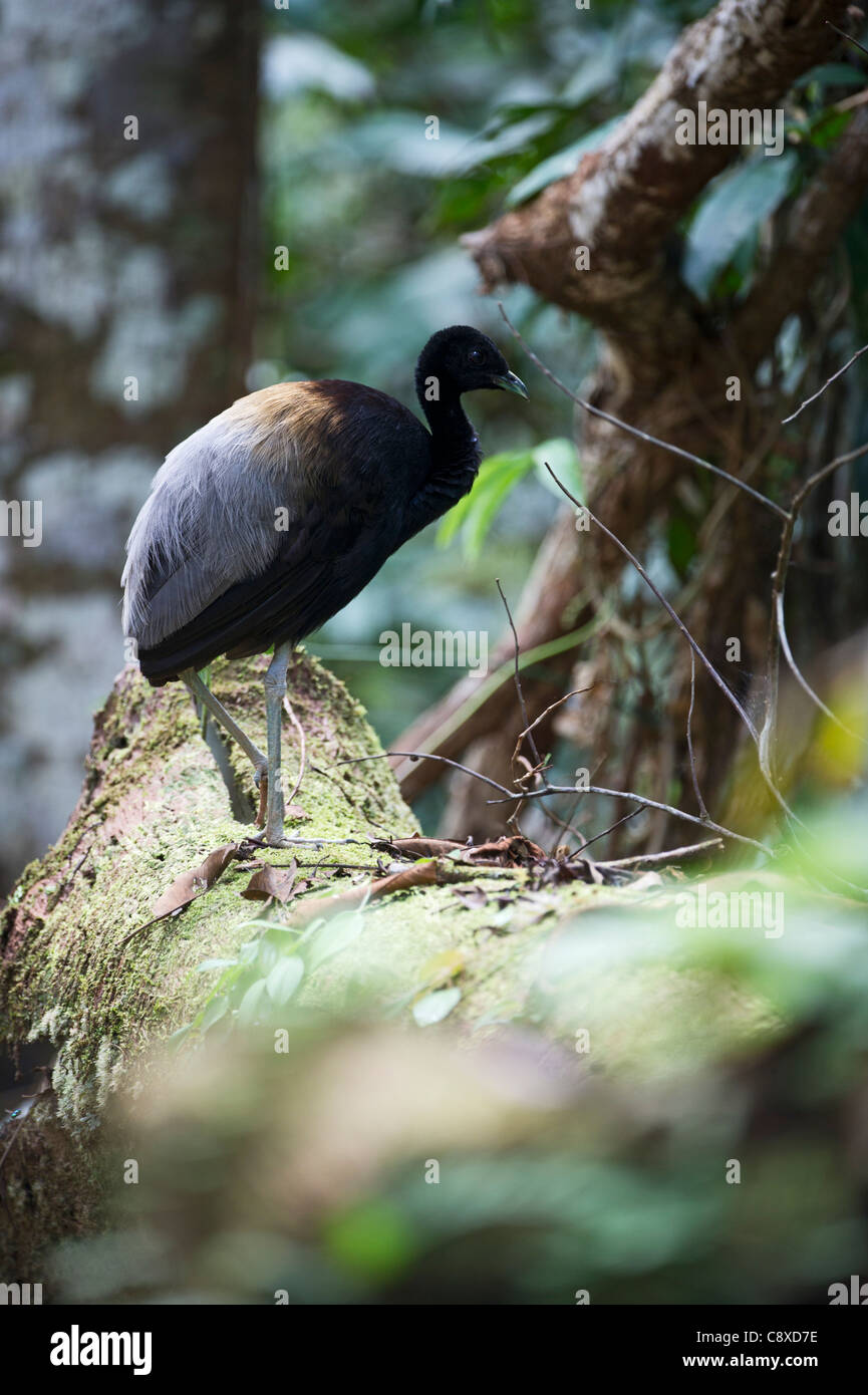 Grey-winged Trumpeter Psophia crepitans Amazon Rainforest Peru Stock ...