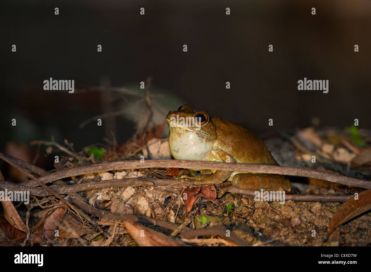 Giant gladiator tree frog hi-res stock photography and images - Alamy