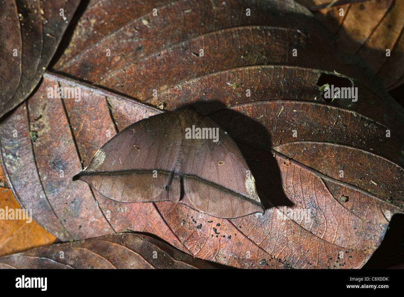 Amazon Rainforest Moth High Resolution Stock Photography and Images - Alamy