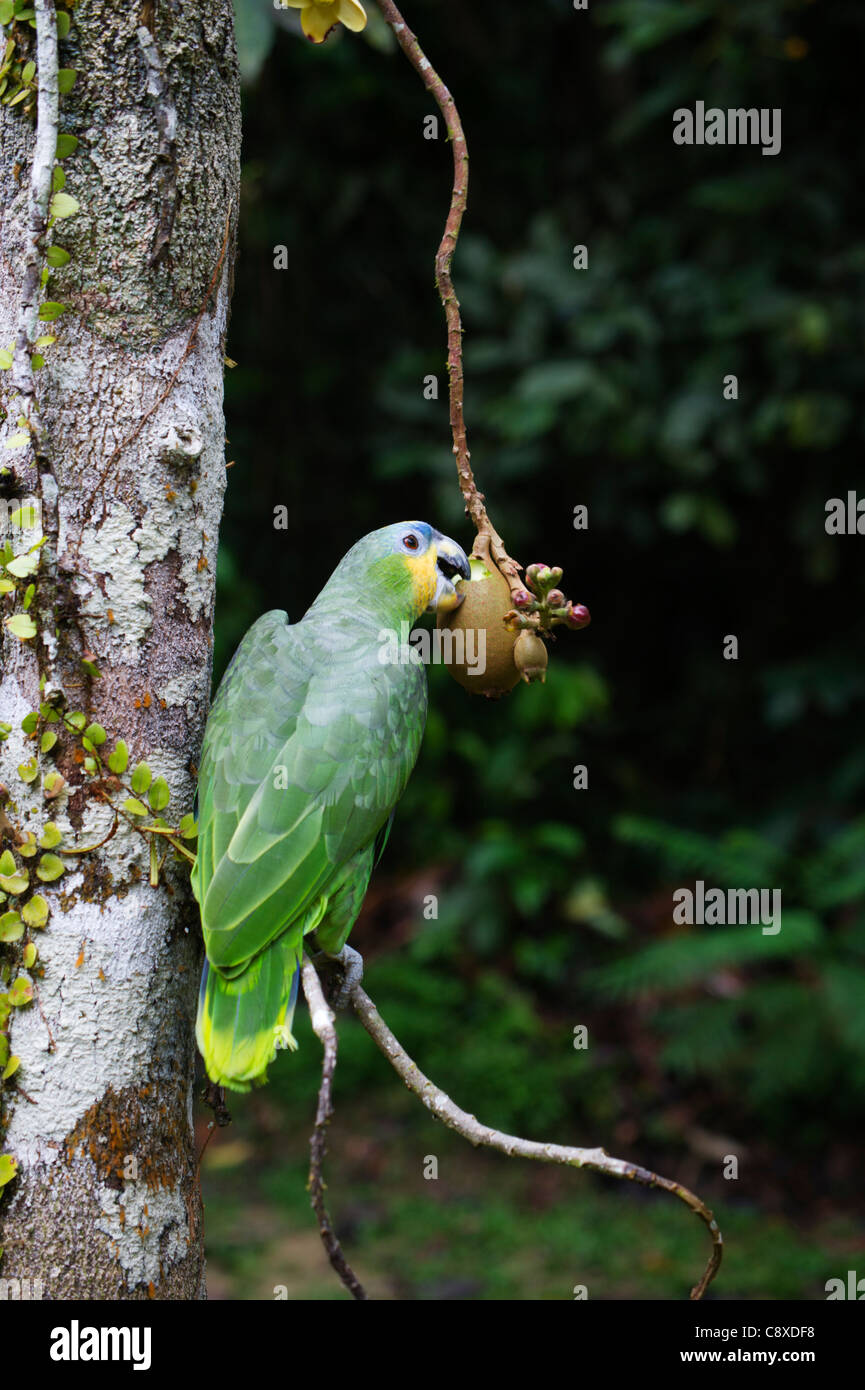 Orange-winged Parrot Amazona amazonica River Amazon Peru Stock Photo ...