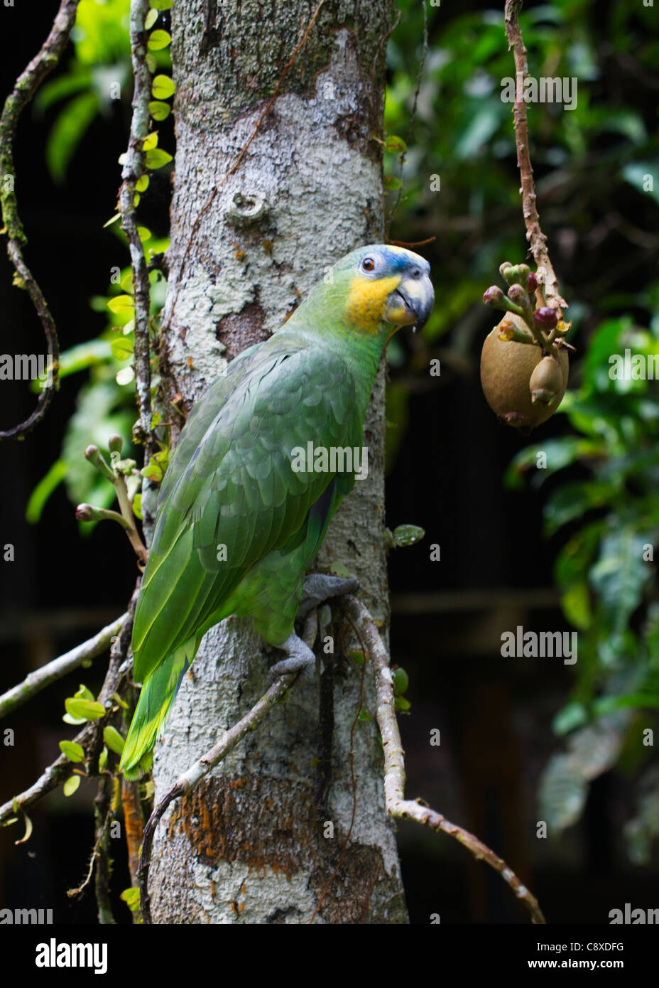 Orange Winged Amazon Parrot High Resolution Stock Photography and ...