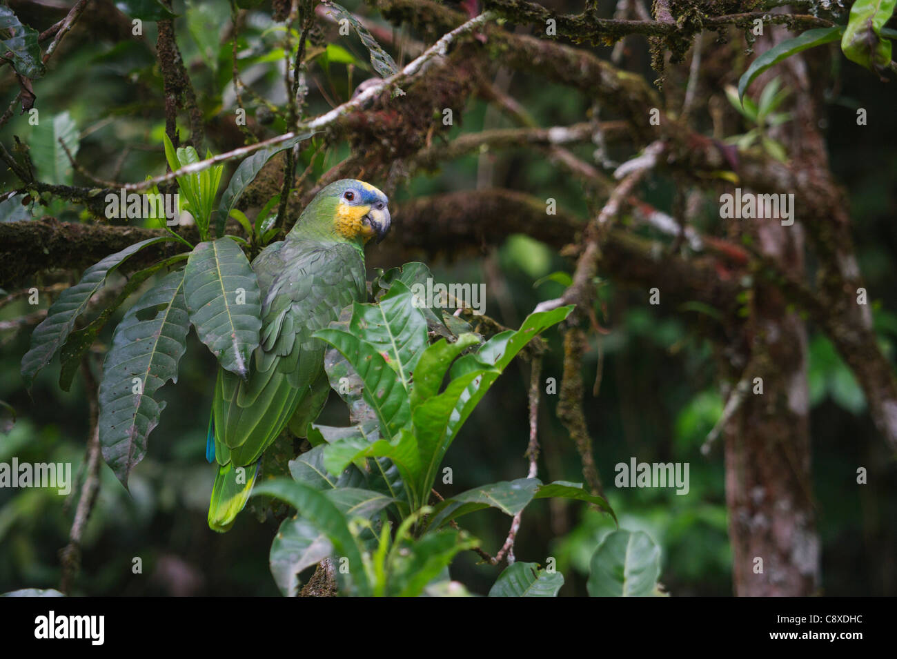 Orange-winged Parrot Amazona amazonica River Amazon Peru Stock Photo ...