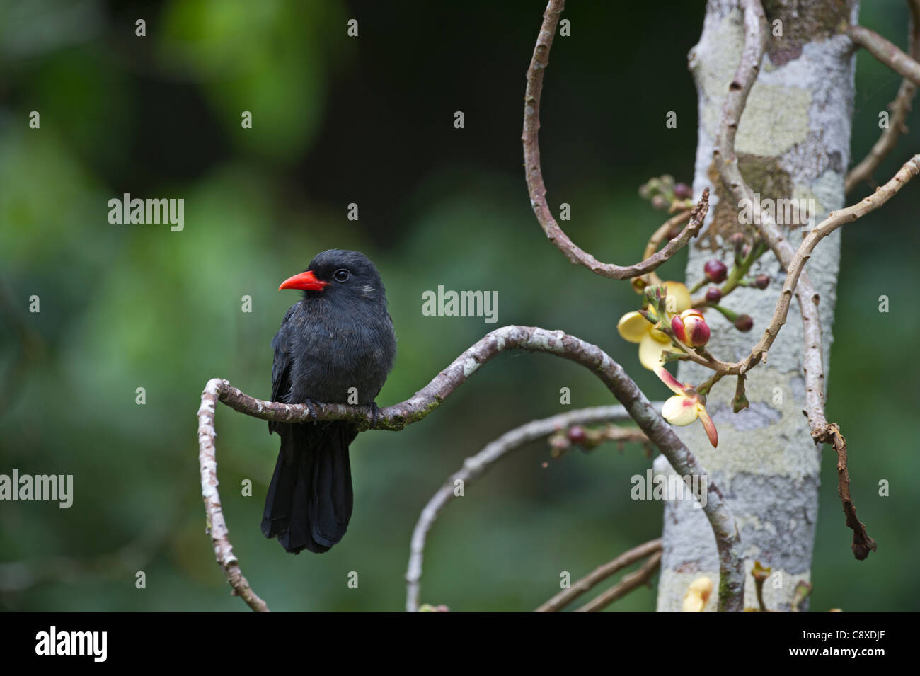 Black-fronted Nunbird Monasa nigifrons Iquitos Amazon Peru Stock Photo ...