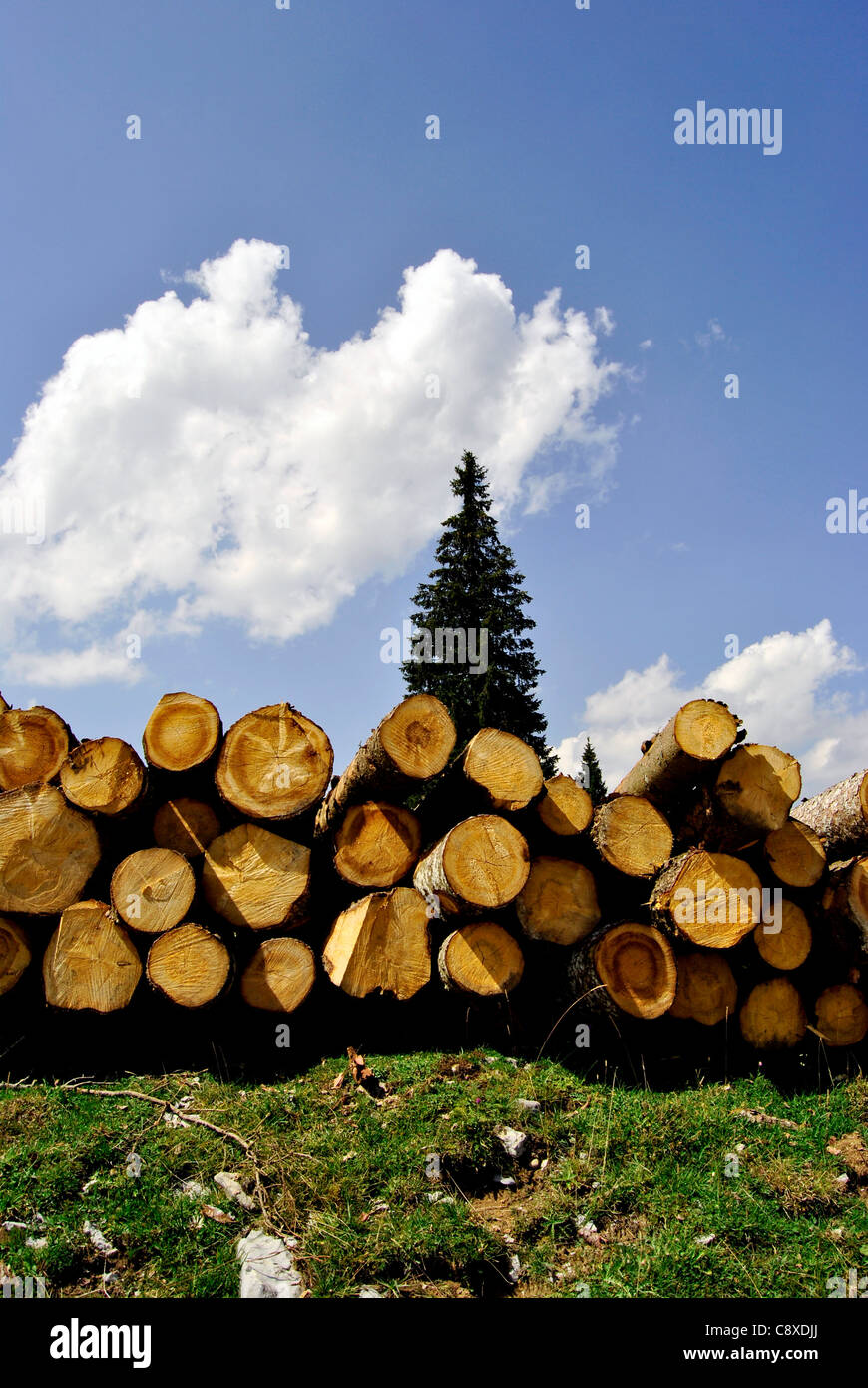 Large pile of cut wooden logs in pine forest for renewable energy. In ...