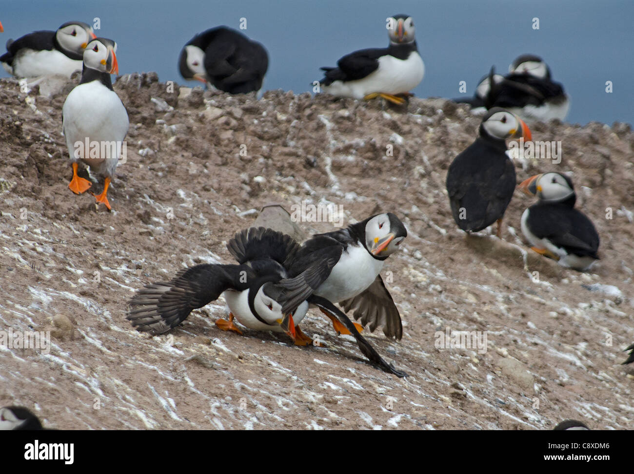 Puffin fight sequence Staple Island Farnes Northumberland Stock Photo ...