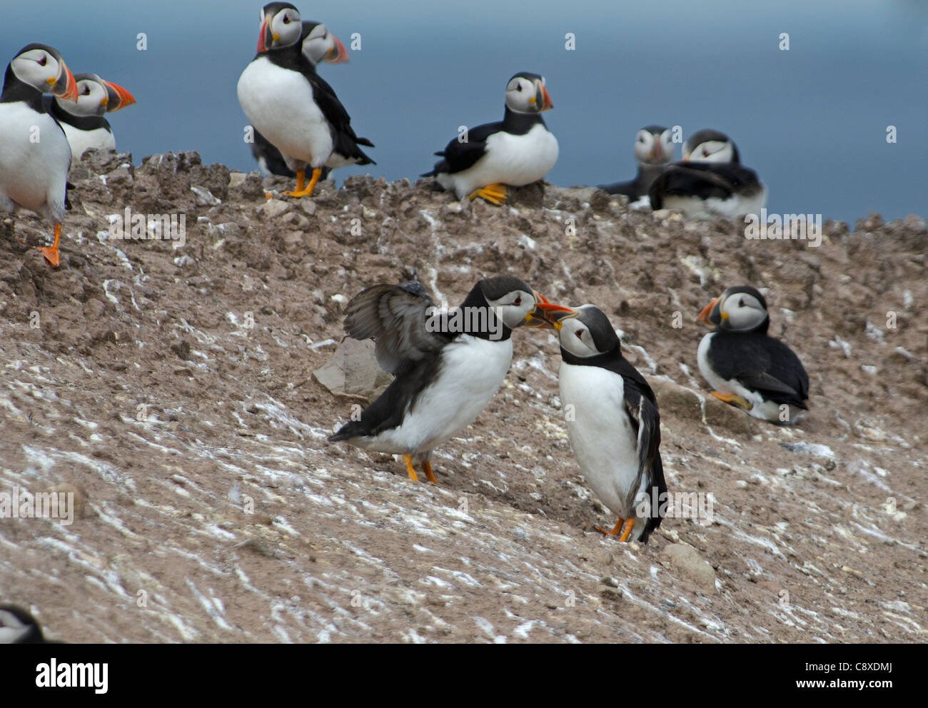 Puffin fight sequence Staple Island Farnes Northumberland Stock Photo ...