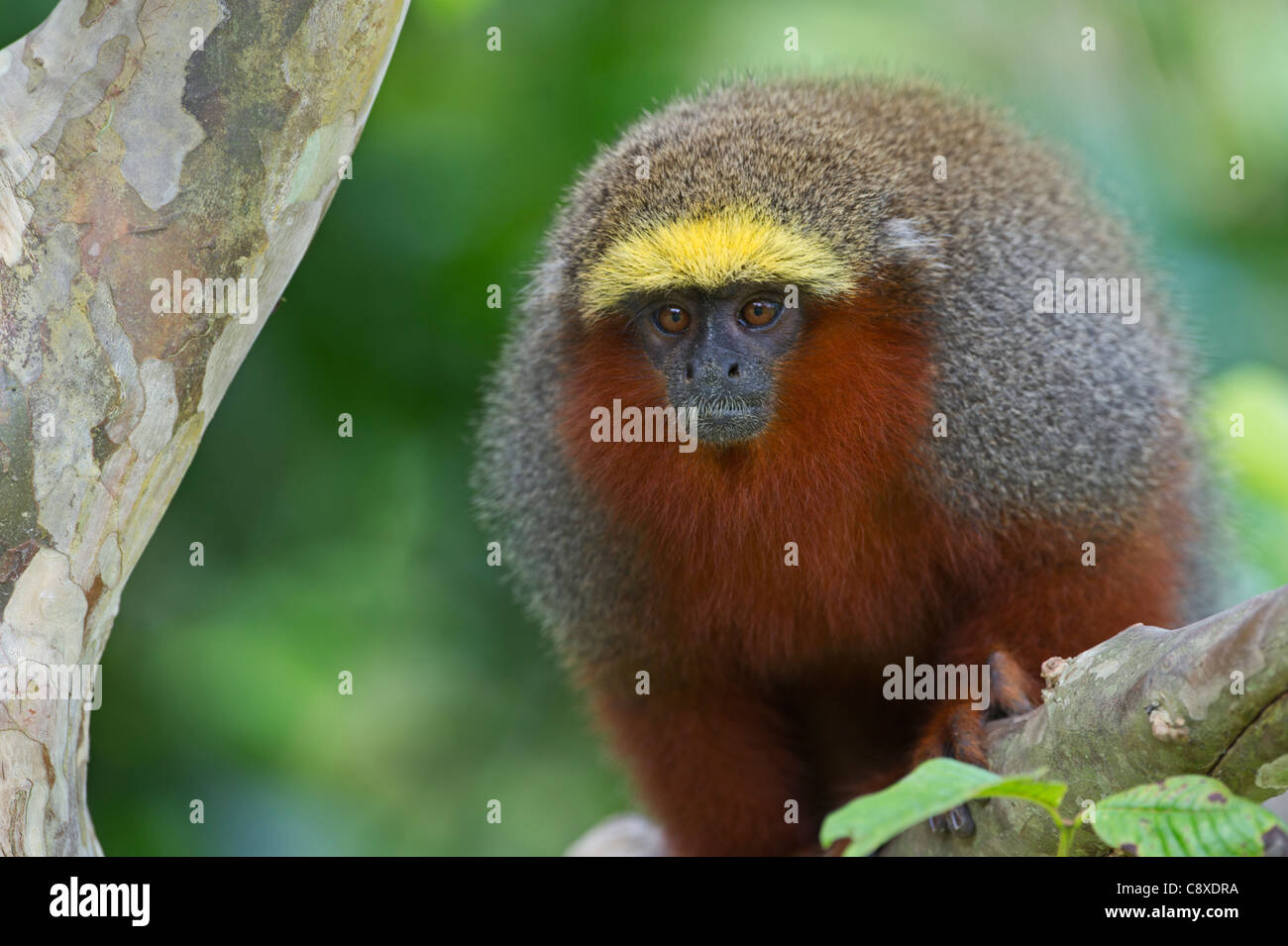 Amazon amazonas peru south america neotropics neotropical monkey hi-res ...