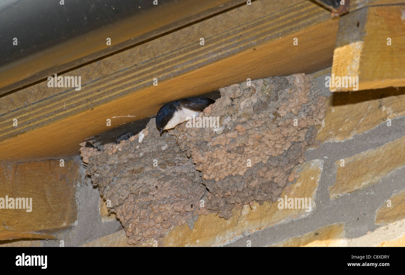 Delichon urbicum summer birds hi-res stock photography and images - Alamy