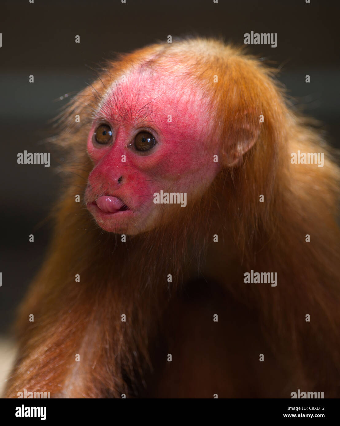 Bald Uakari (Red Uakari) Cavajeo calvus ucayalii Iquitos region Amazon ...
