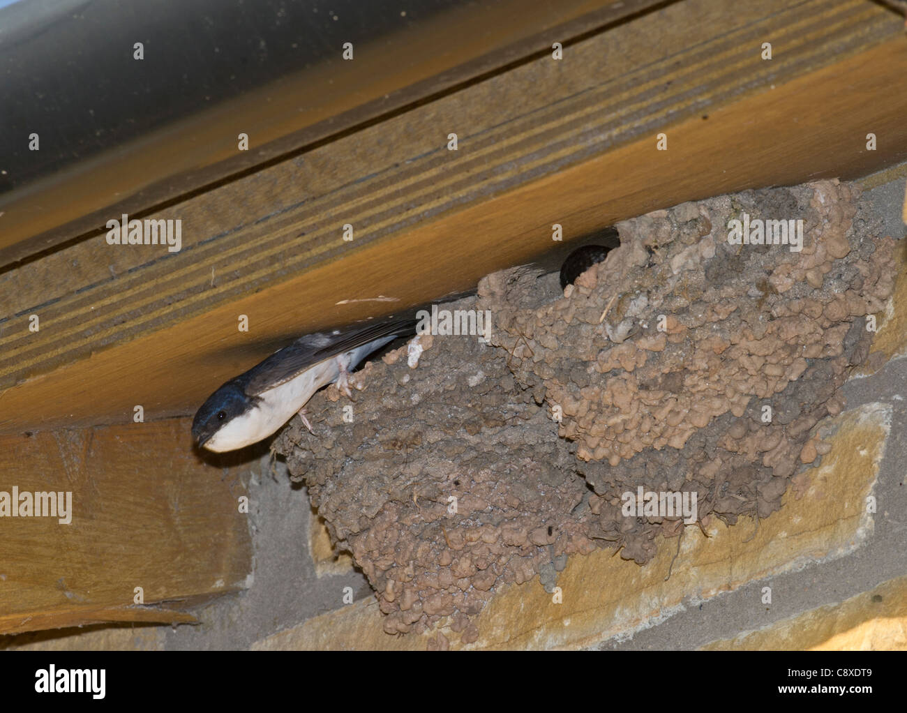 House Martin Delichon urbicum at nest under eaves Northumberland UK ...