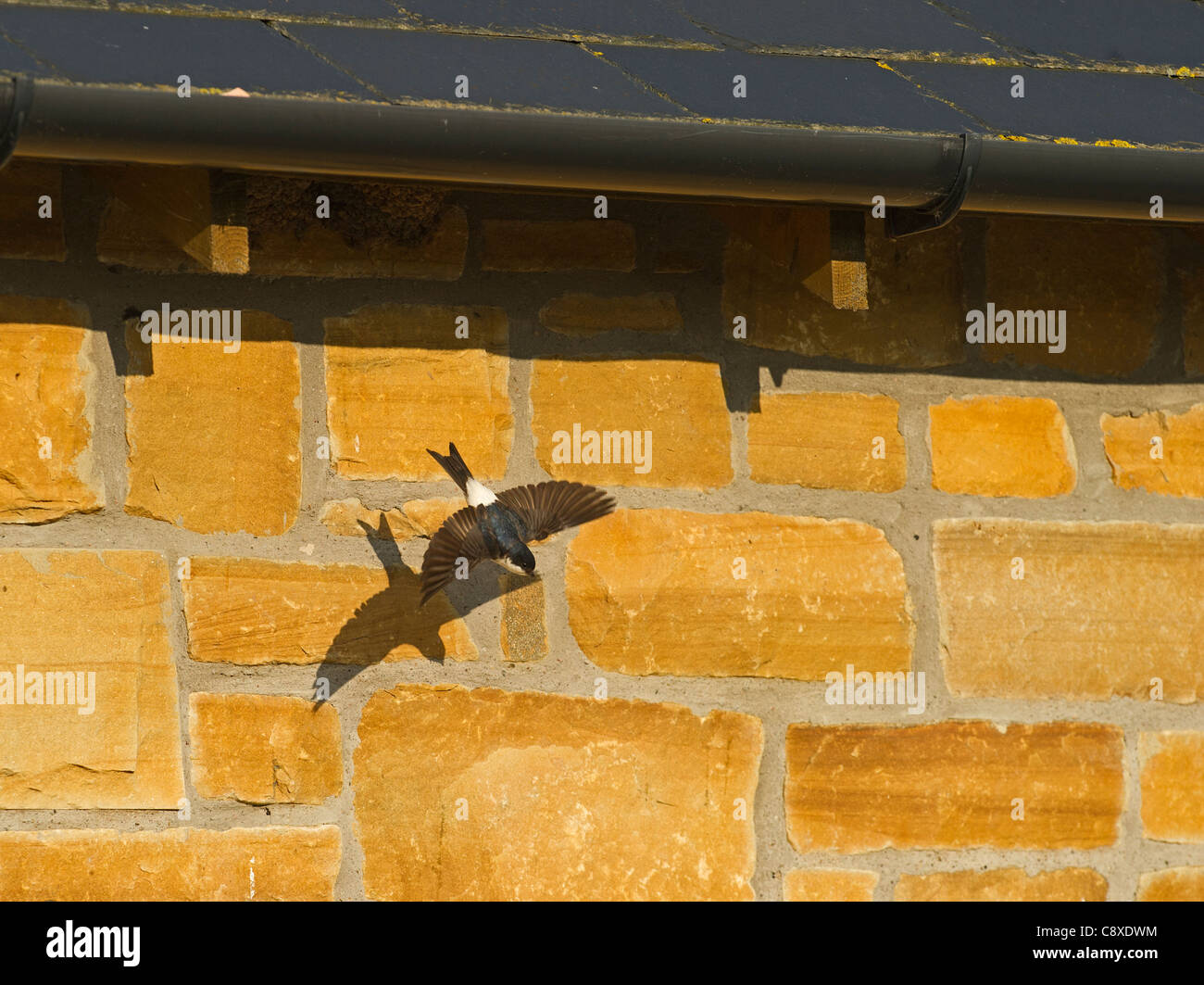 House Martin Delichon urbicum leaving nest under eaves of house ...