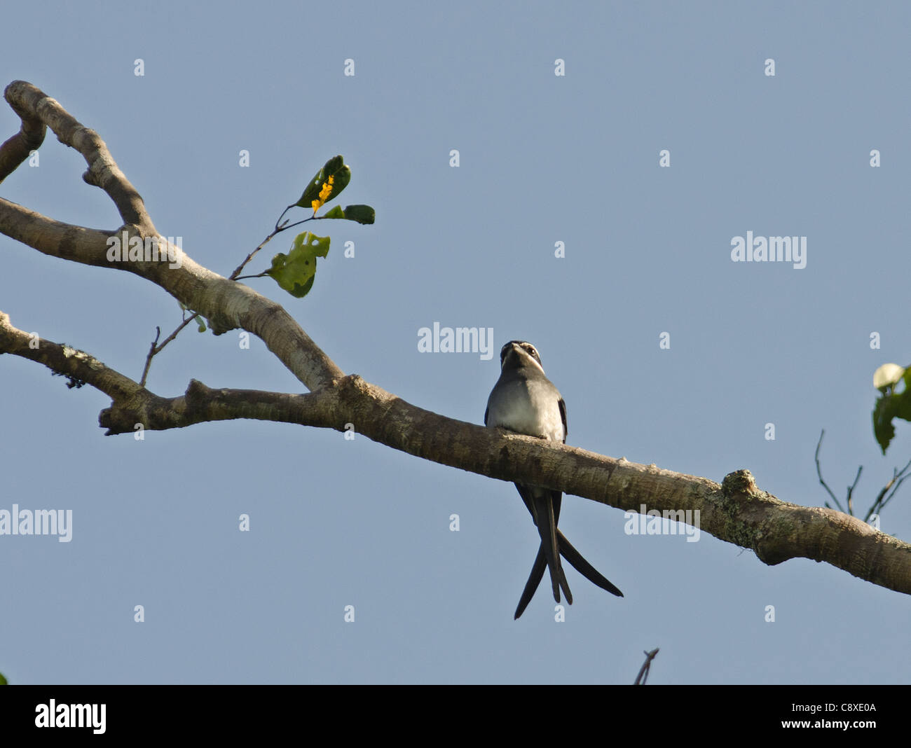 Moustached Tree-Swift Hemiprocne mystacea Varirata NP Papua New Guinea ...