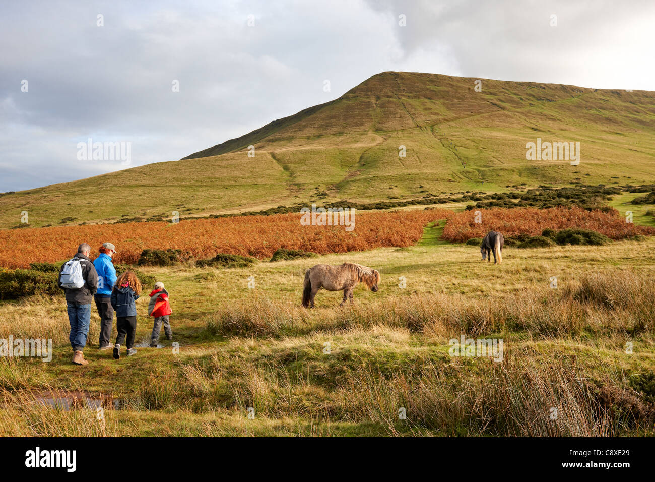 Hay Bluff, walking past the wild ponies towards the summit Stock Photo ...