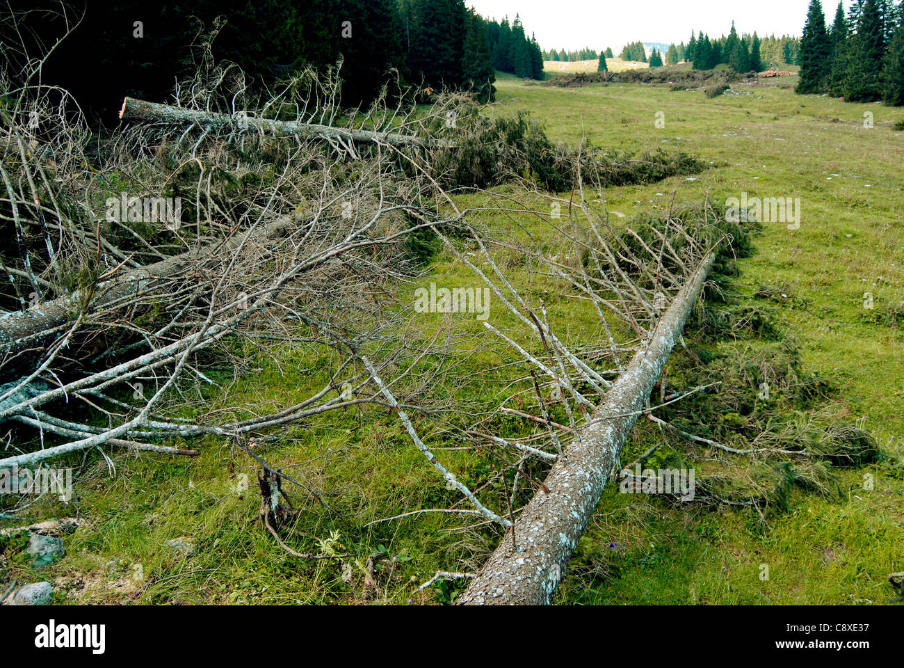 Wood Logs at Edge of Autumn Forest . In Italy, Trentino Tyrol Stock ...