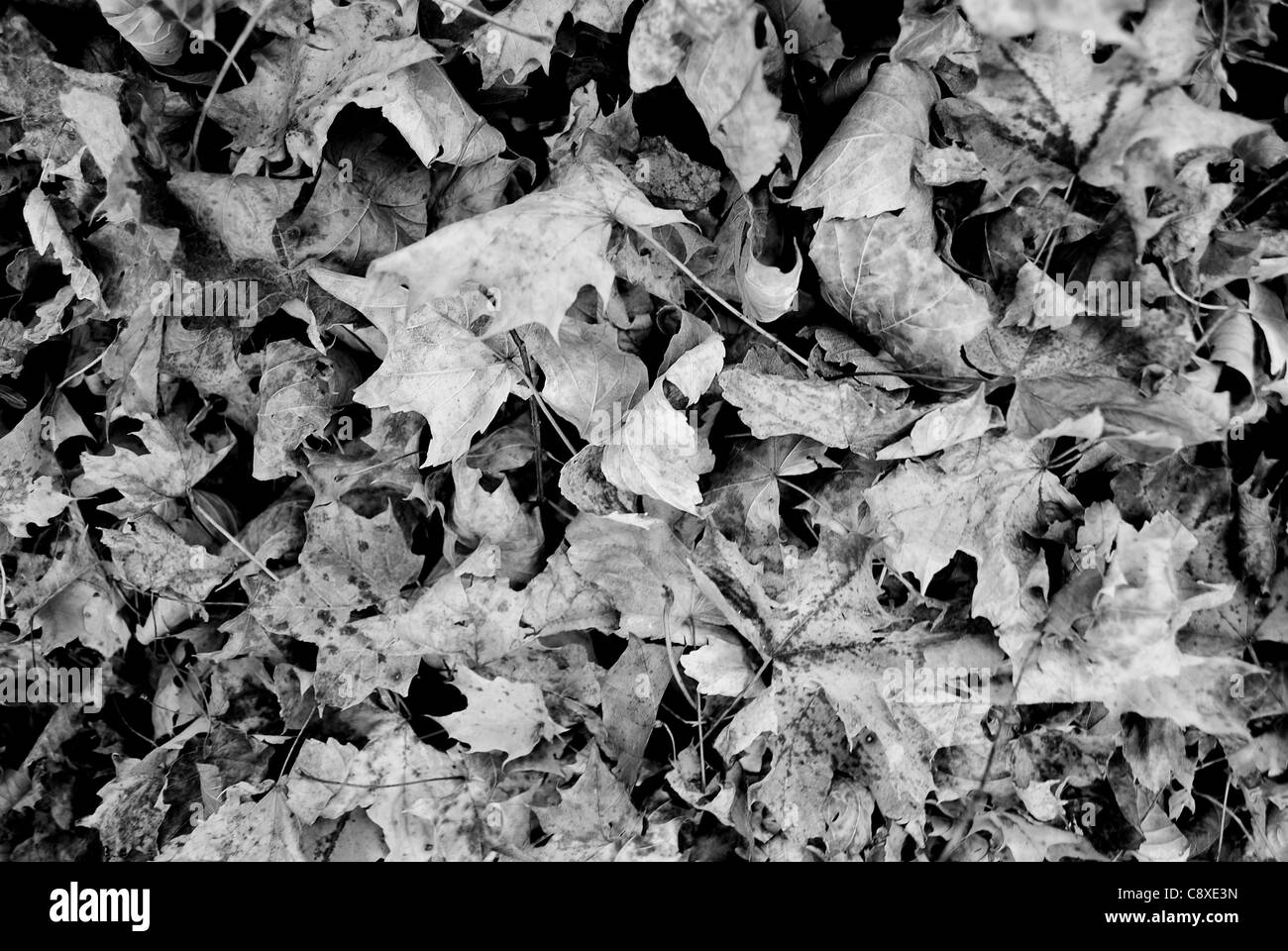 Colorful autumn season forest leaves Black and White Stock Photos ...