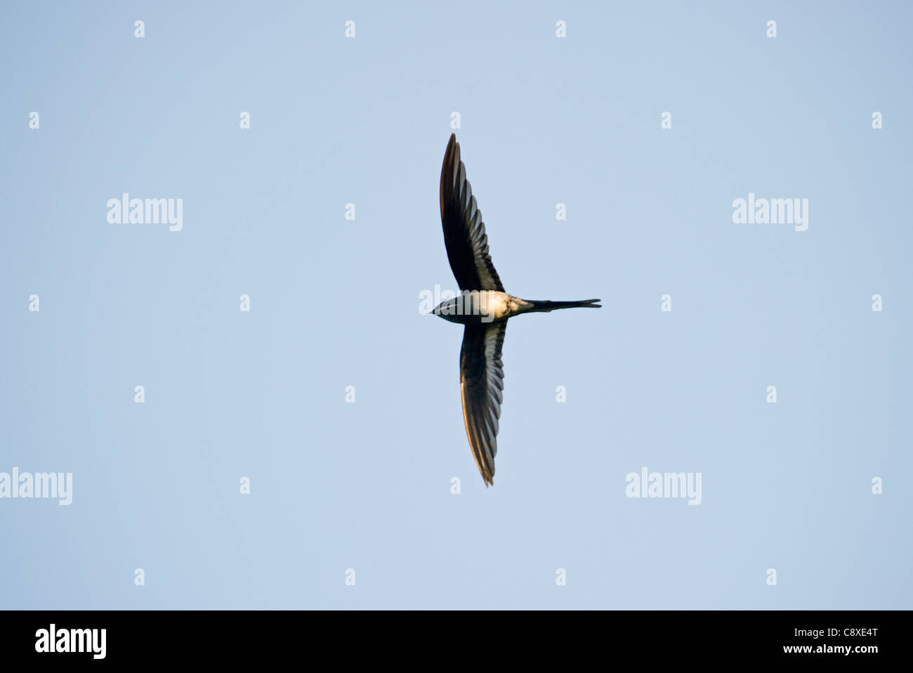 Moustached Tree-Swift Hemiprocne mystacea Varirata NP Papua New Guinea ...