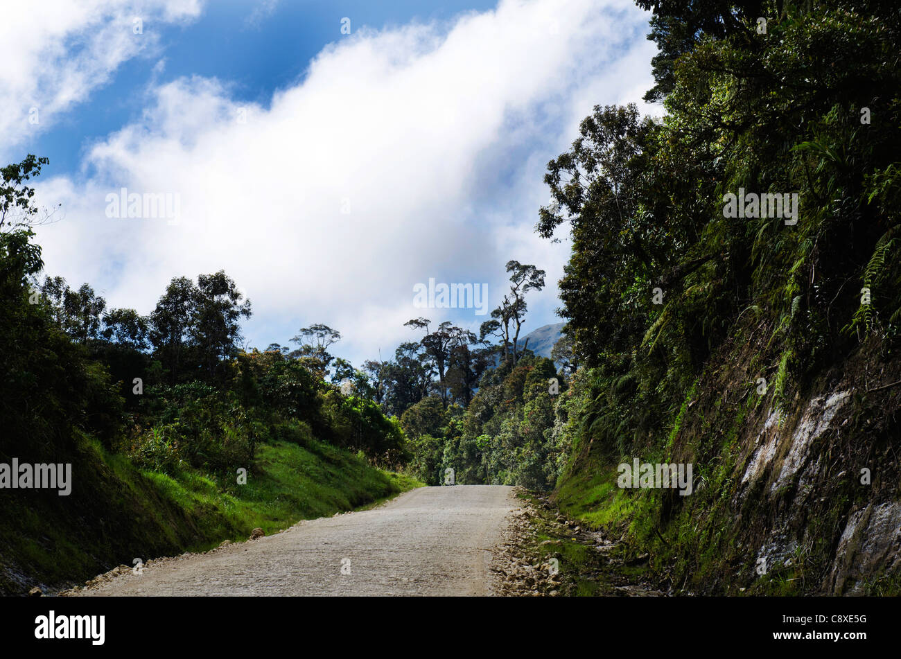 Highlands papua new guinea forest hi-res stock photography and images ...