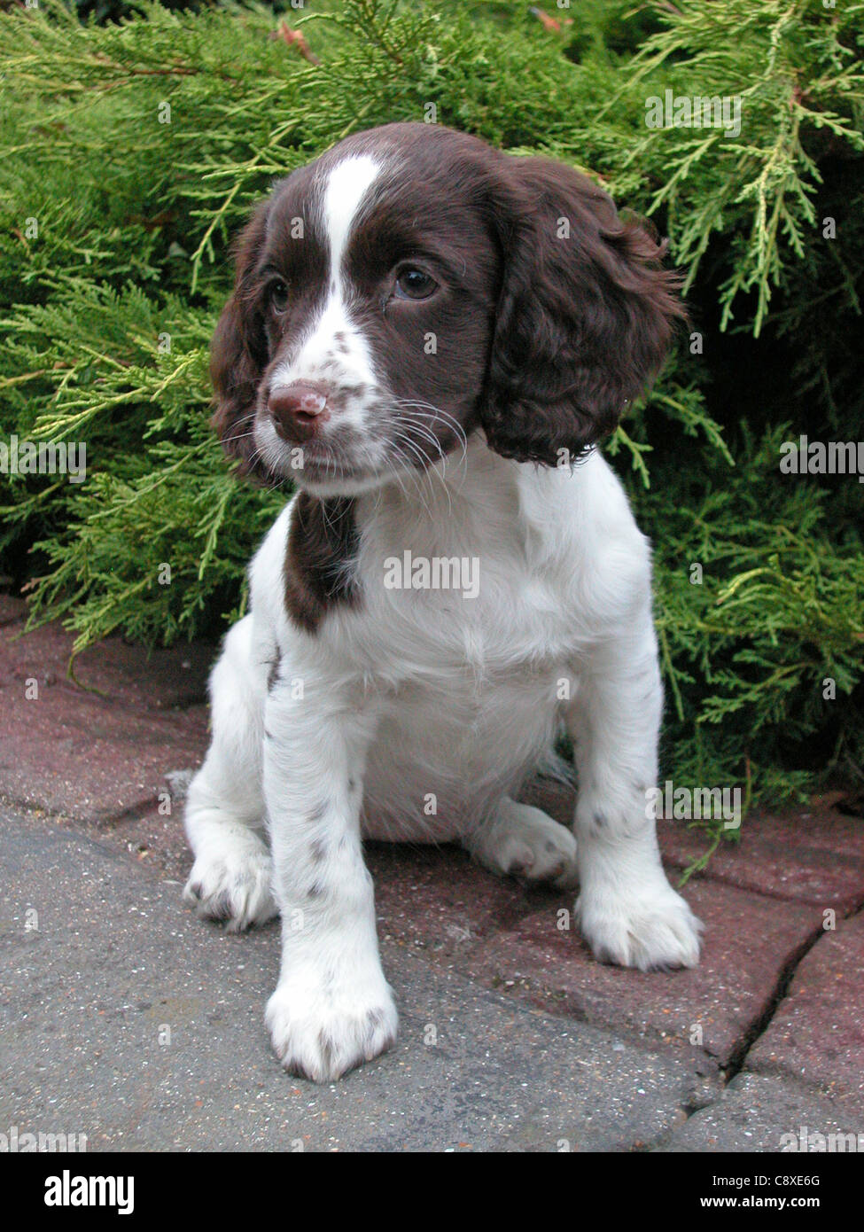 This is a Springer Spaniel puppy Stock Photo - Alamy